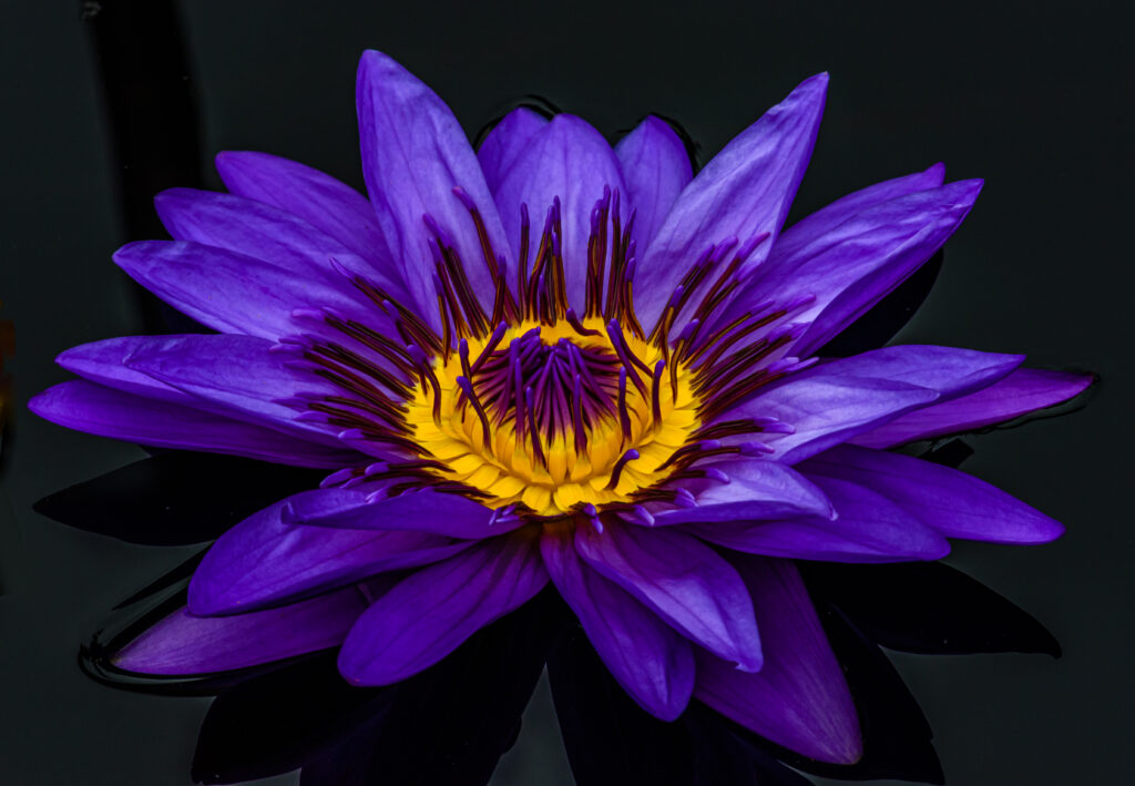 Galleries – David Unger Photography